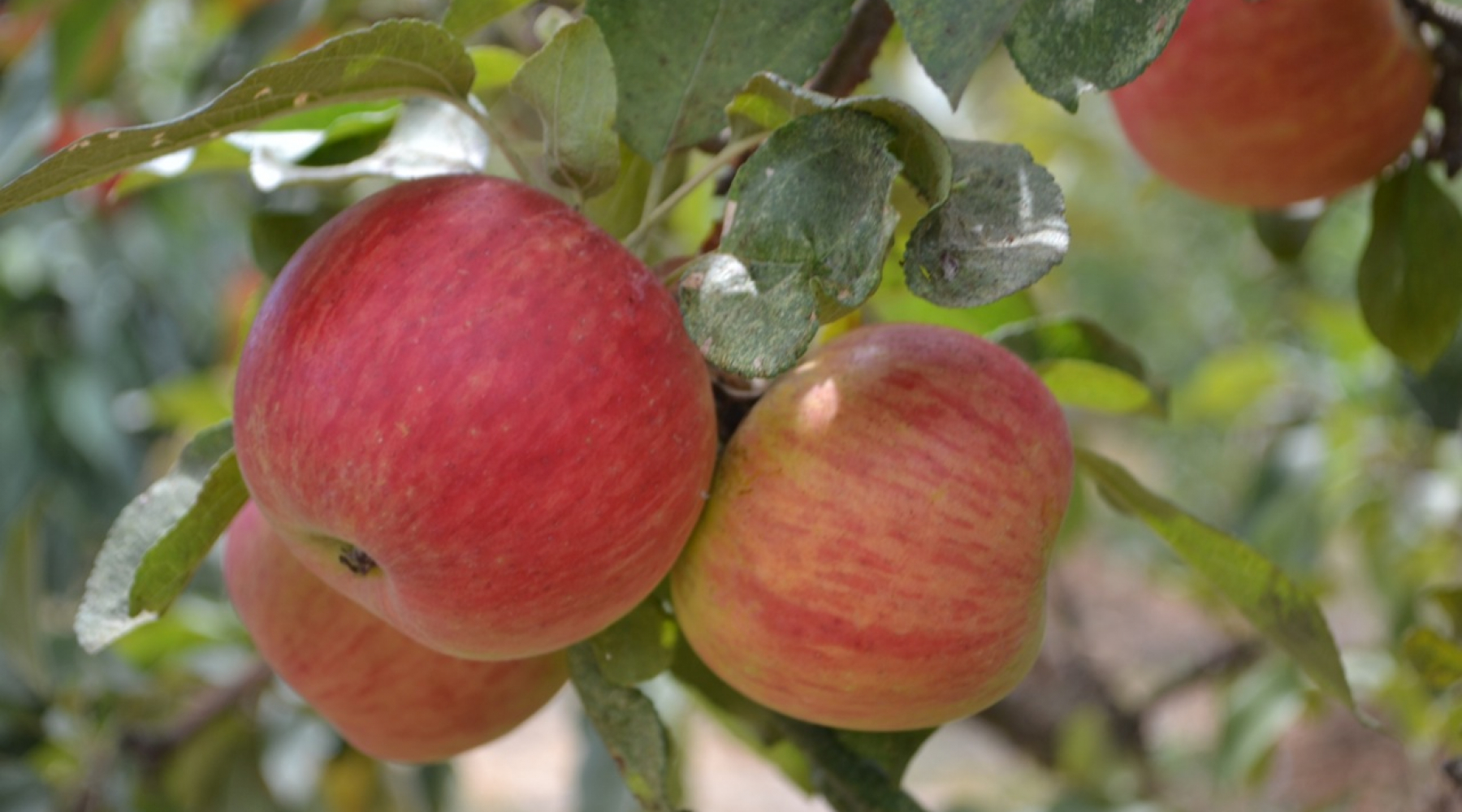 Apple Varieties | Chileno Valley Ranch - Mike & Sally Gale Beef Ranch